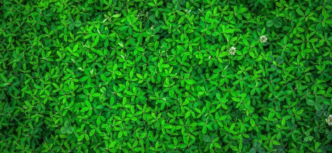 ScrOG-Methode: Anleitung für deinen Erfolg! | Bonsanto