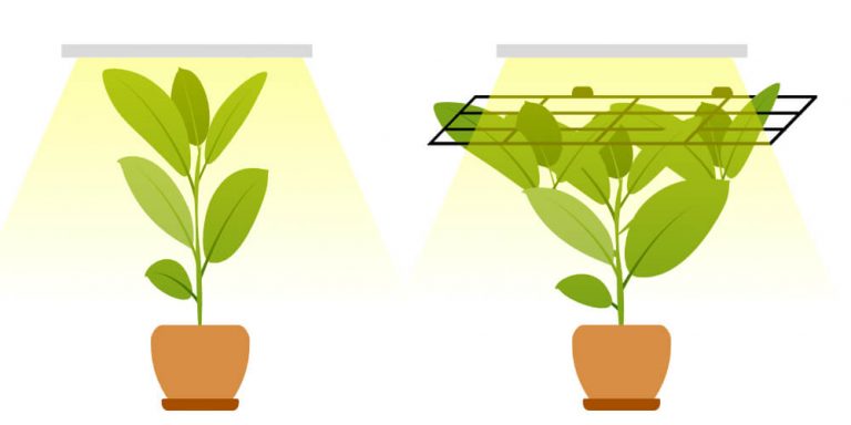 ScrOG-Methode: Anleitung für deinen Erfolg! | Bonsanto