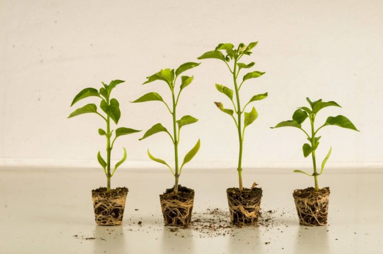 Autoflowering Anleitung für deine Mini Grow Box - Bonsanto®