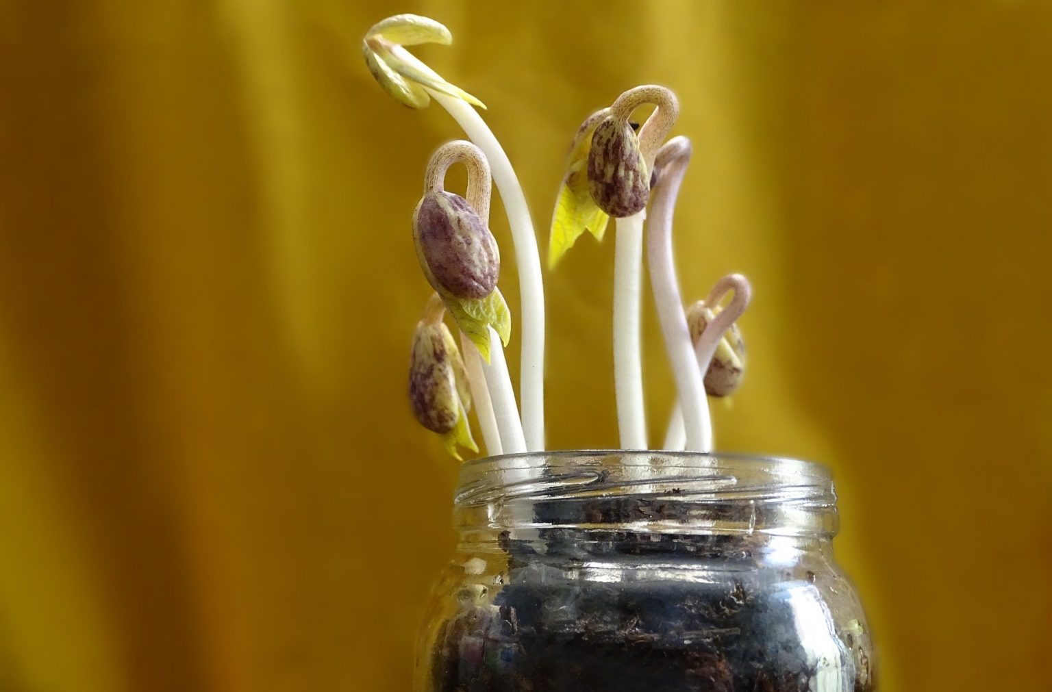 Anleitung Samen keimen - Bonsanto®