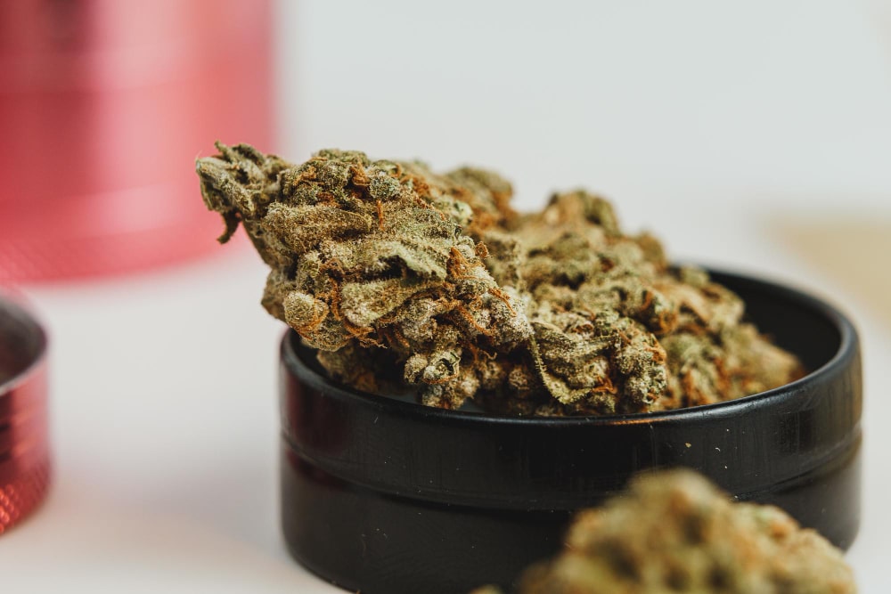 Hanf trocknen: für Qualität & besten Geschmack - Bonsanto®